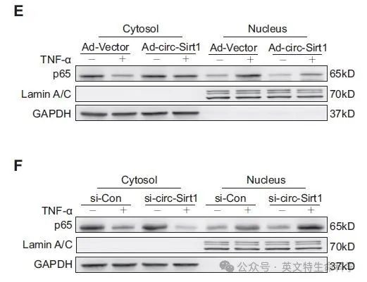 英文特生物技术(北京)有限公司 inventbiotech 欢迎您...